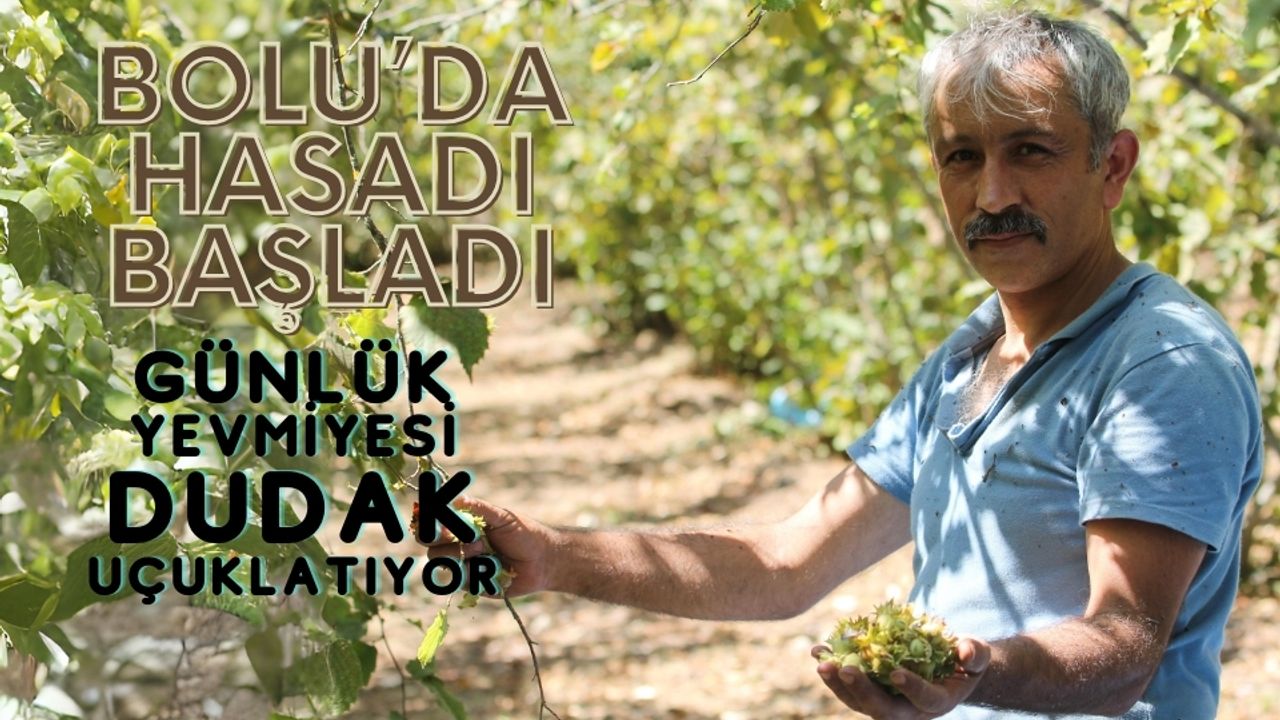 Bolu'da fındık hasadı başladı - Köroğlu Gazetesi | Bolu son dakika haberler