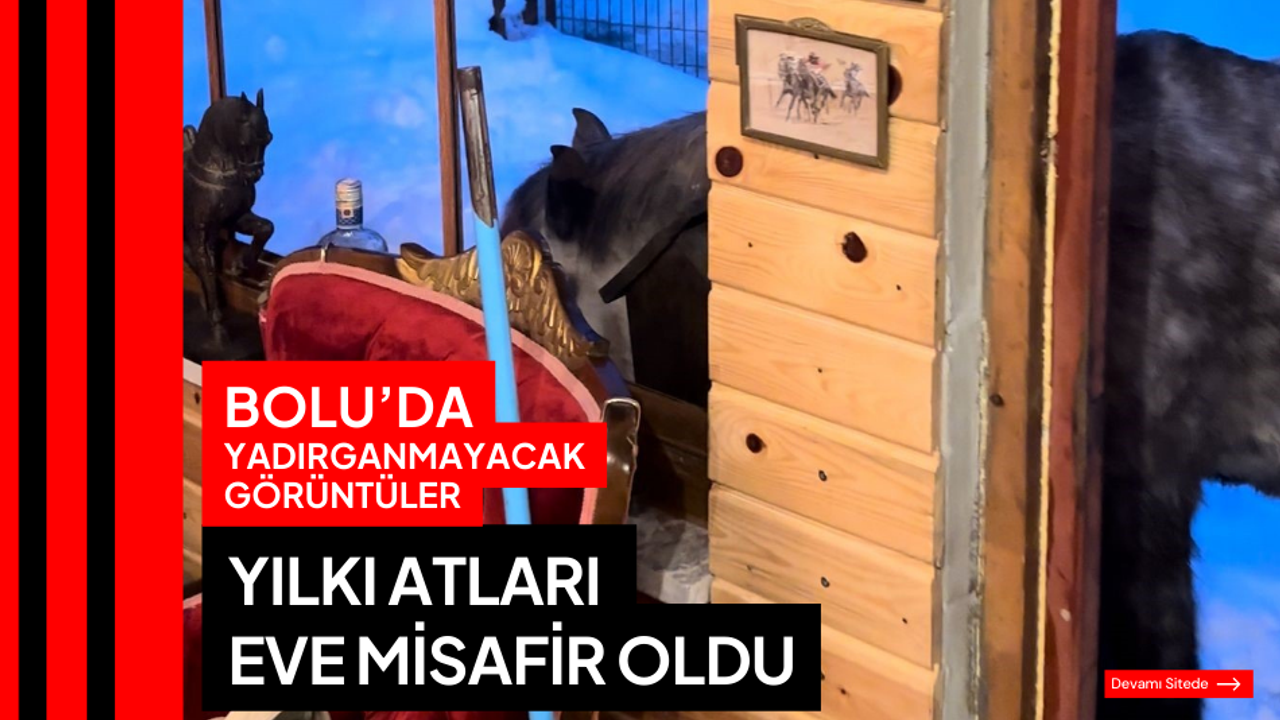 Yabani yılkı atları evine kadar geldi, ortaya samimi anlar çıktı: "Hoş ...