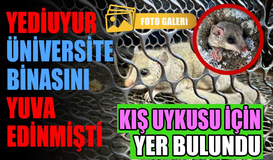 Yediuyur üniversite binasını yuva edinmişti, kış uykusu için yer ...